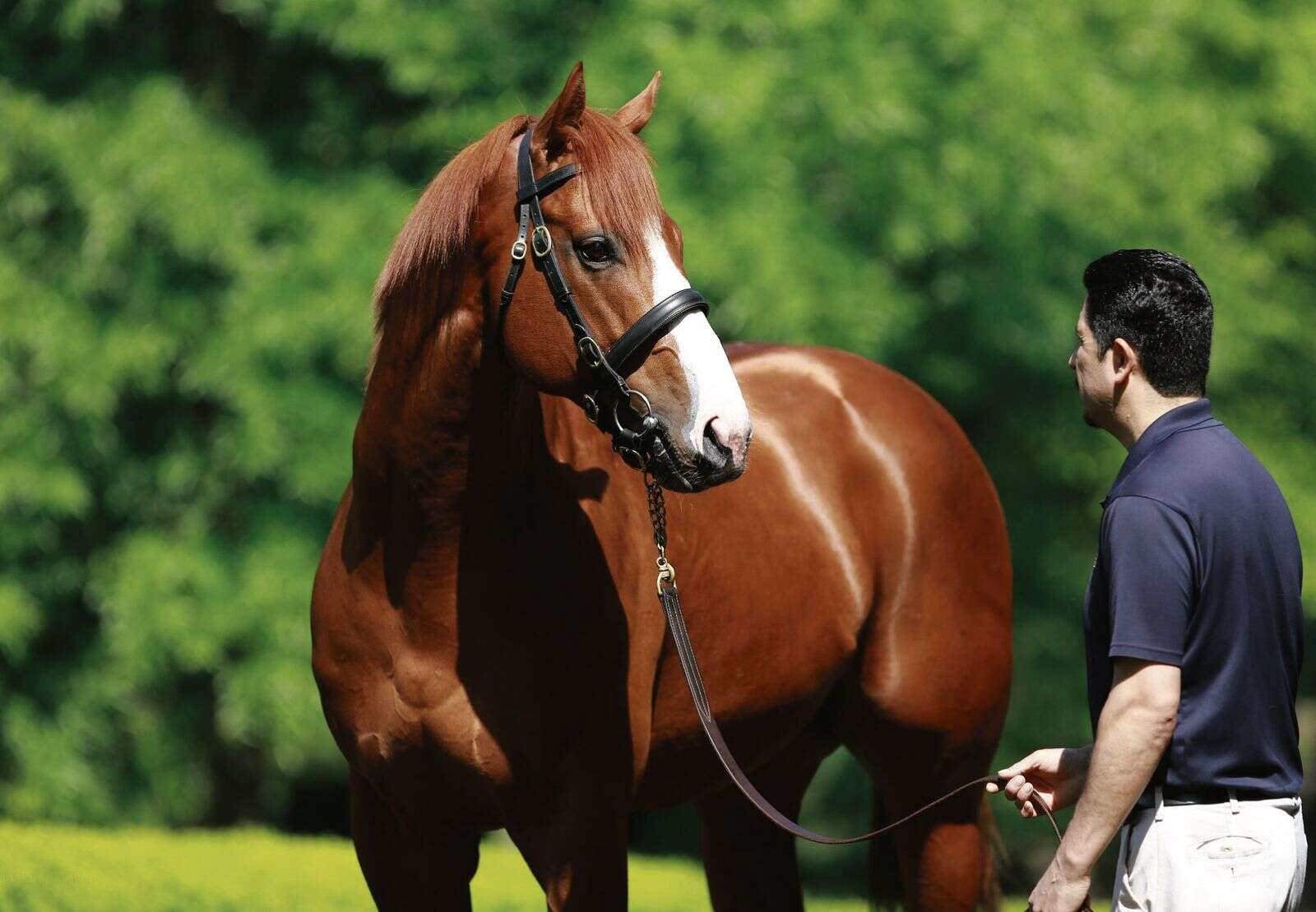 US Jockey Club drops ‘stallion cap’ after pressure from Coolmore ...