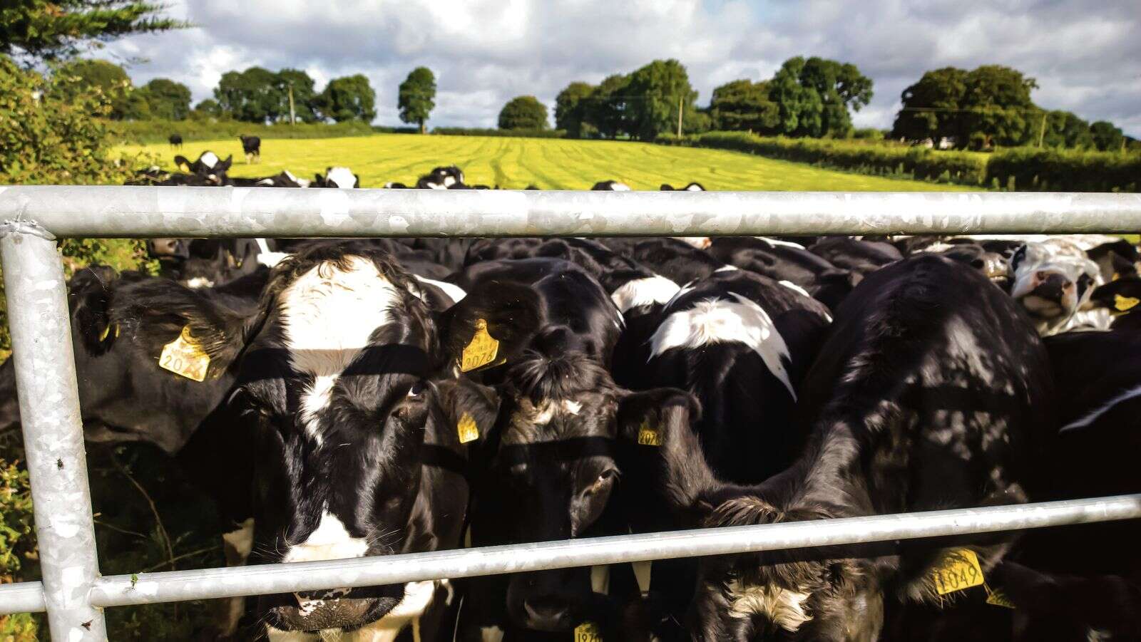 Daniel Murray: Hubris among farmers sets them against the laws of ...