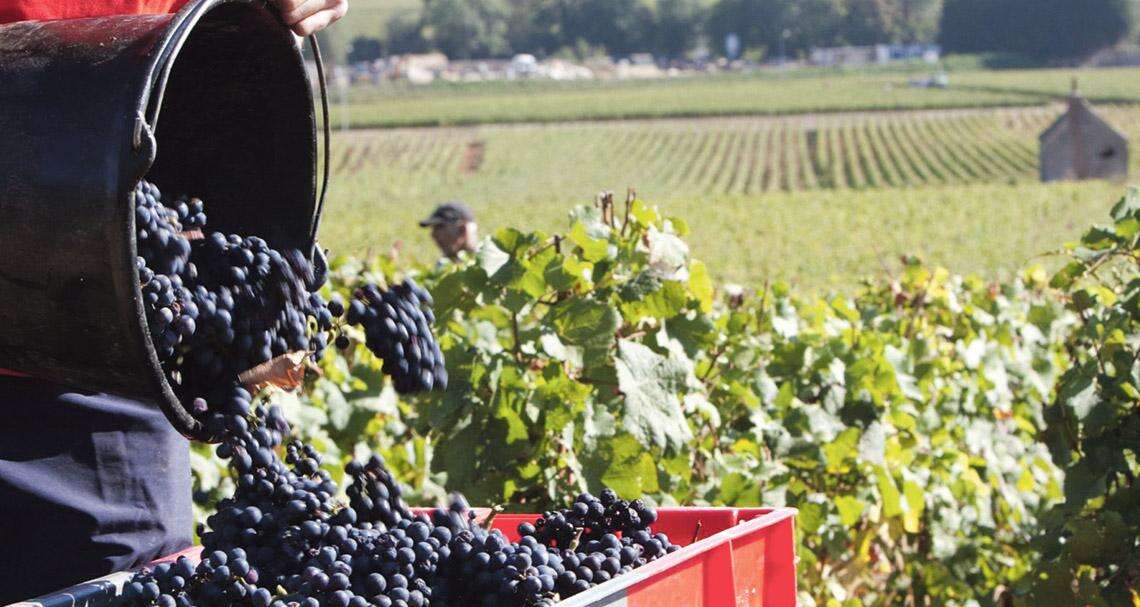 Waterloo and wine fit for an emperor | Business Post