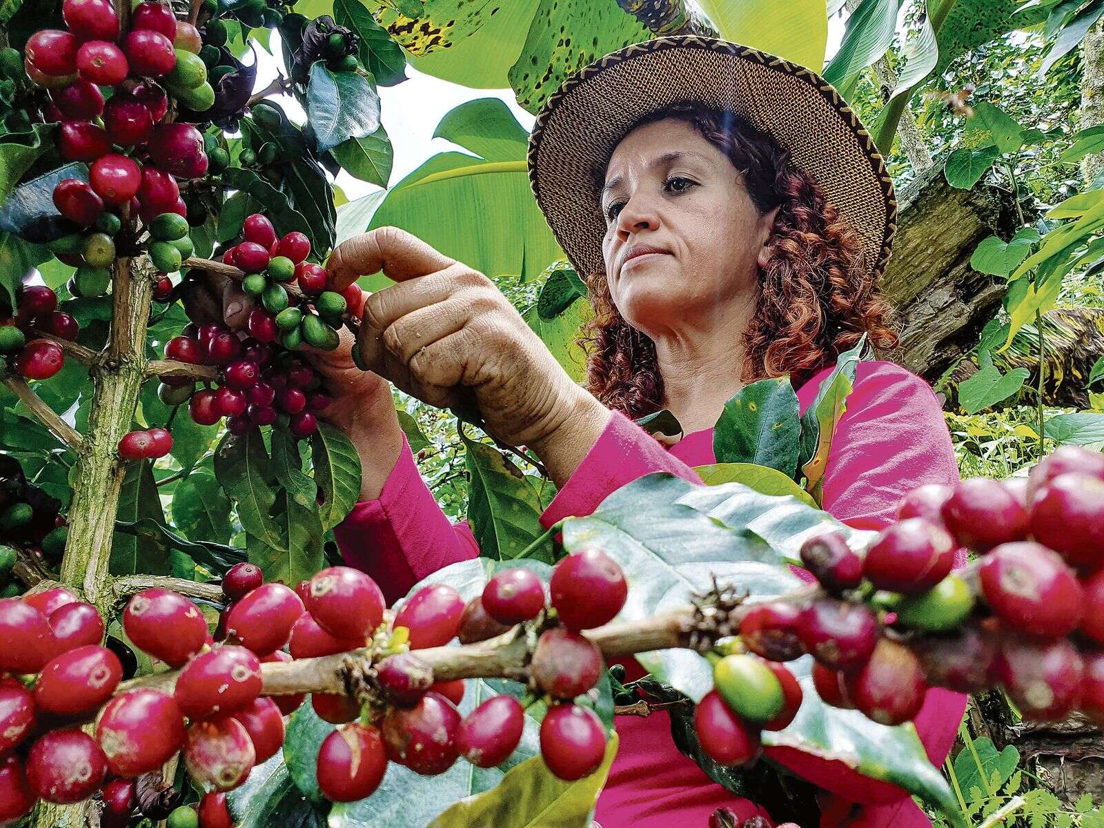 Bean there, done that – How Colombia turned its coffee trade into a ...