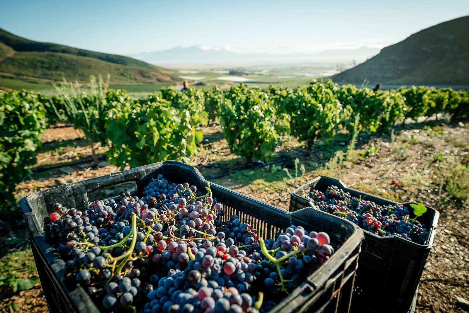 Mick O’Connell’s Four Corkers: South African stunners from €25 to €47 ...