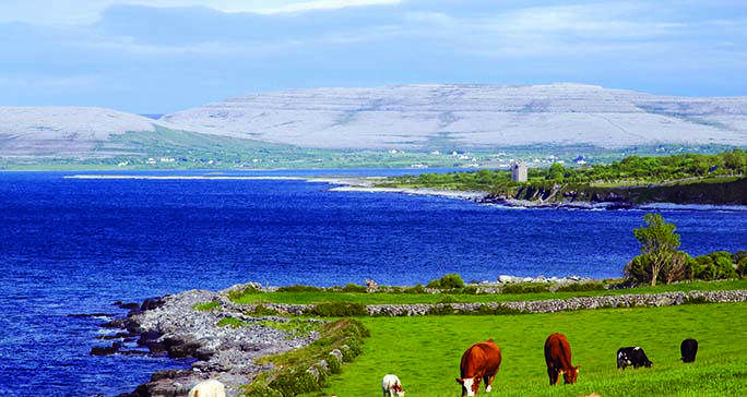 Restaurant review: The Burren is cooking | Business Post
