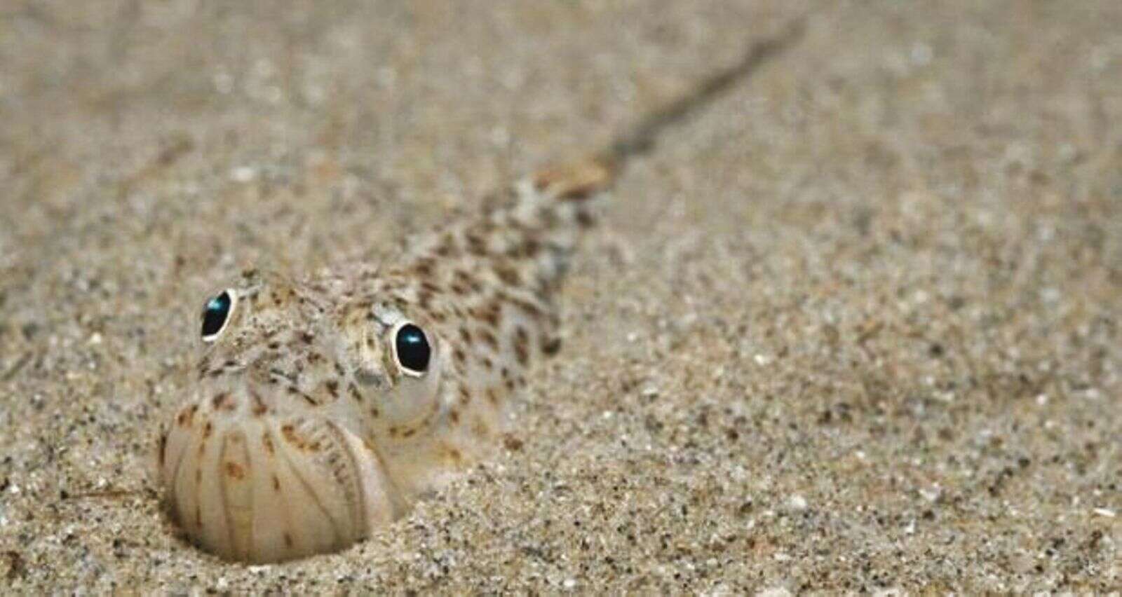 Nadine O’Regan: Fishing for compliments at our own funerals | Business Post