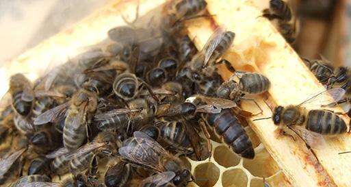 What can we learn from bees? | Business Post