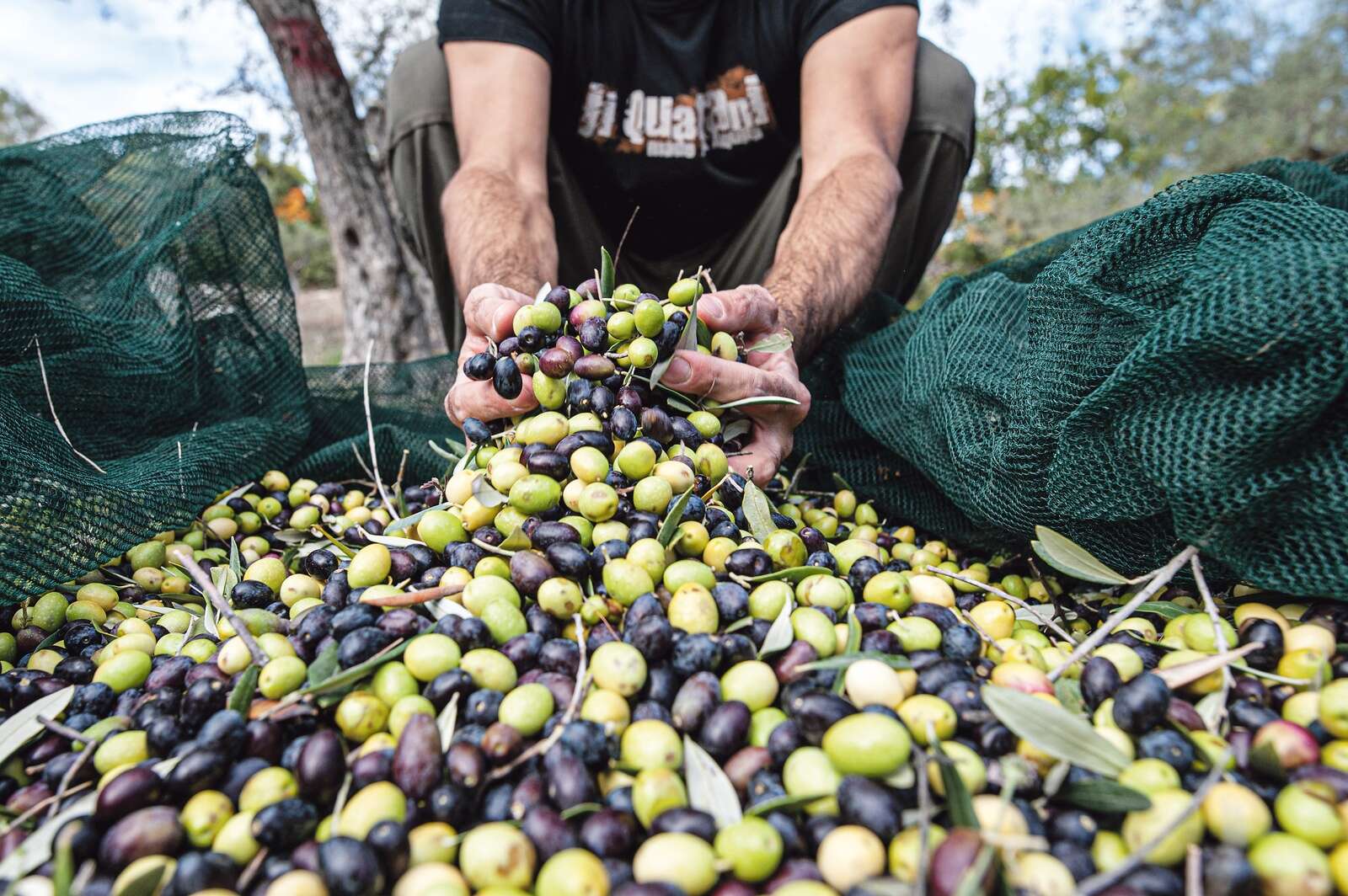 All about the olives: The best oils to use, and gift, this Christmas ...