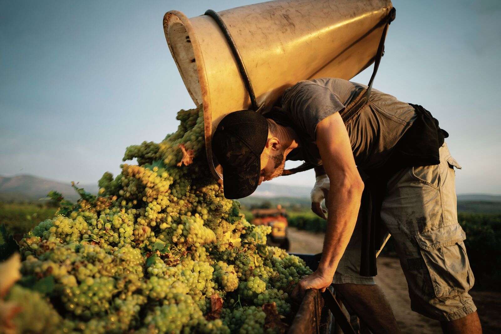 Wine: Grape expectations? Think outside the box | Business Post
