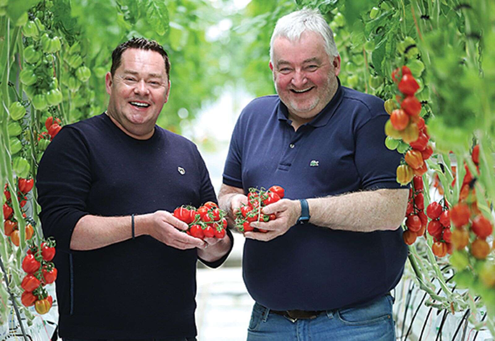 Talking tomatoes with David Currid of Grantstown Nurseries | Business Post